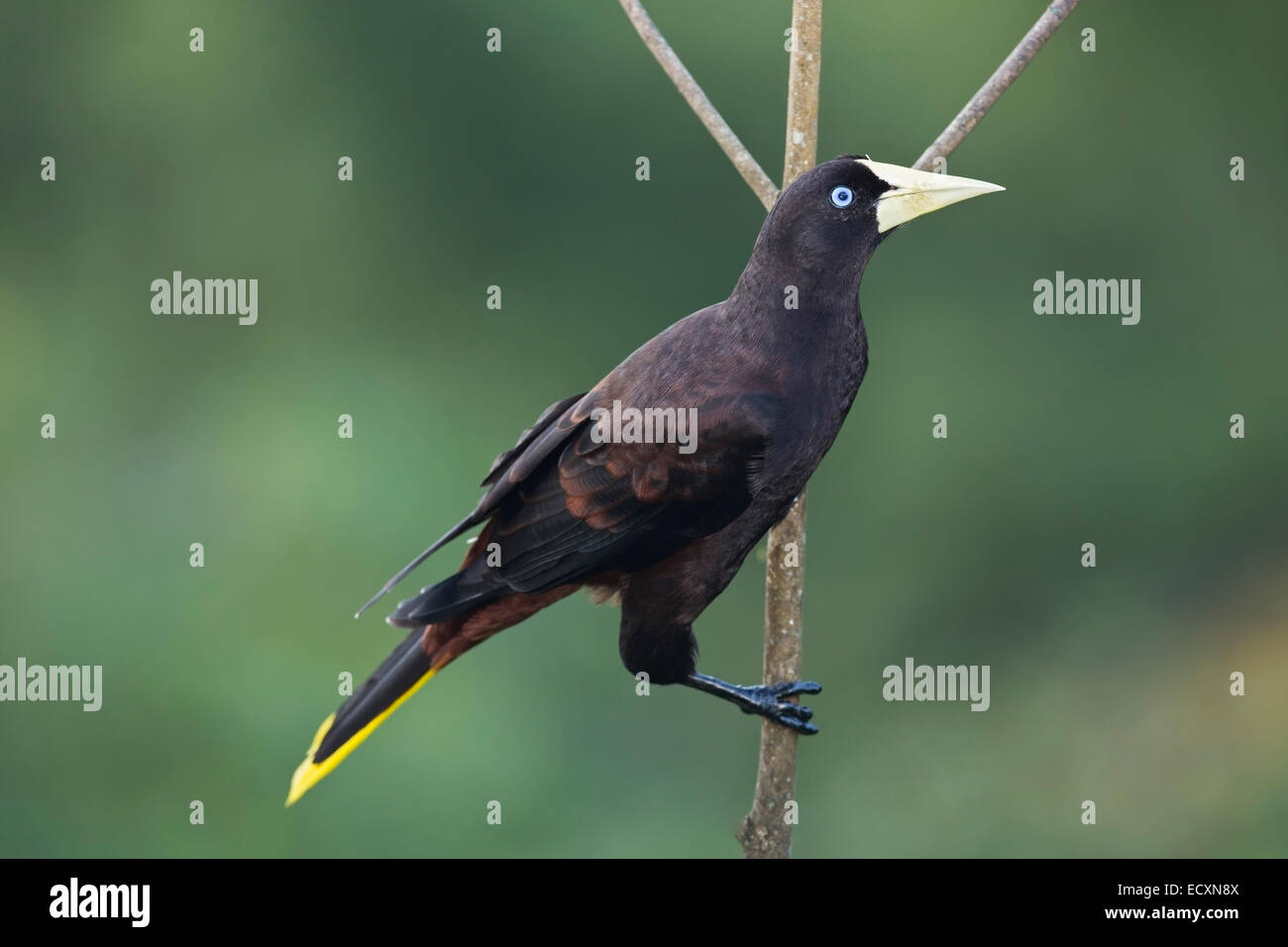 crested oropendola (Psarocolius decumanus) single adult perched in tree ...