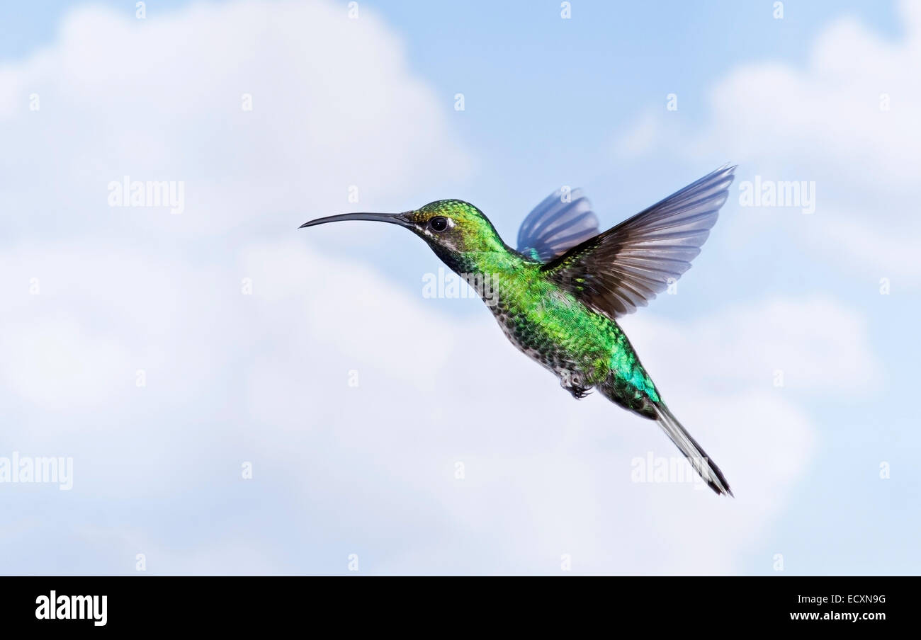 white-tailed sabrewing (Campylopterus ensipennis) hummingbird, single ...