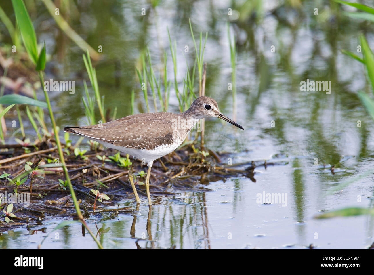 solitary sandpiper (Tringa solitaria) wader, single bird walking in ...