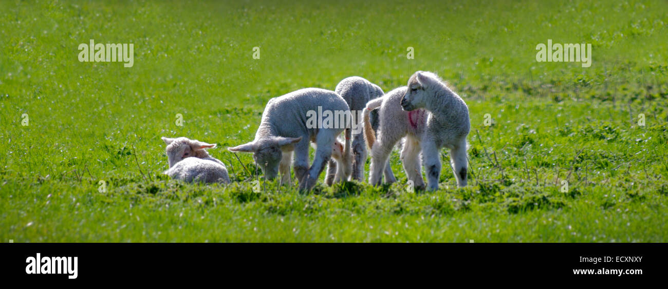 Panorama of four young lambs in field together Stock Photo - Alamy