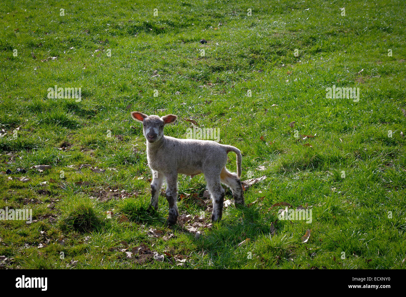 Single small lamb in field alone with space around to portray ...