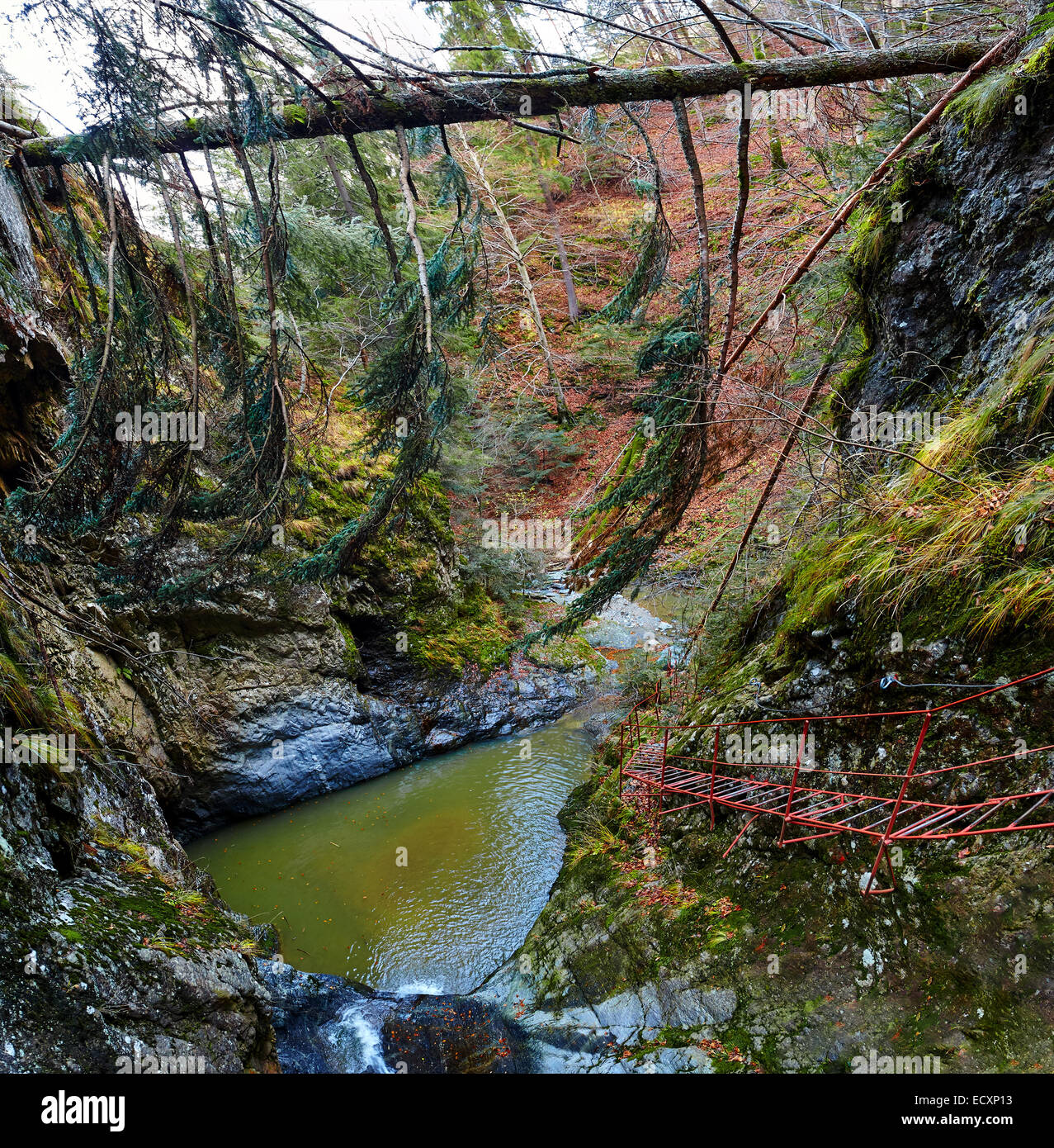 Landscape with a fallen tree over a canyon and water below Stock Photo ...