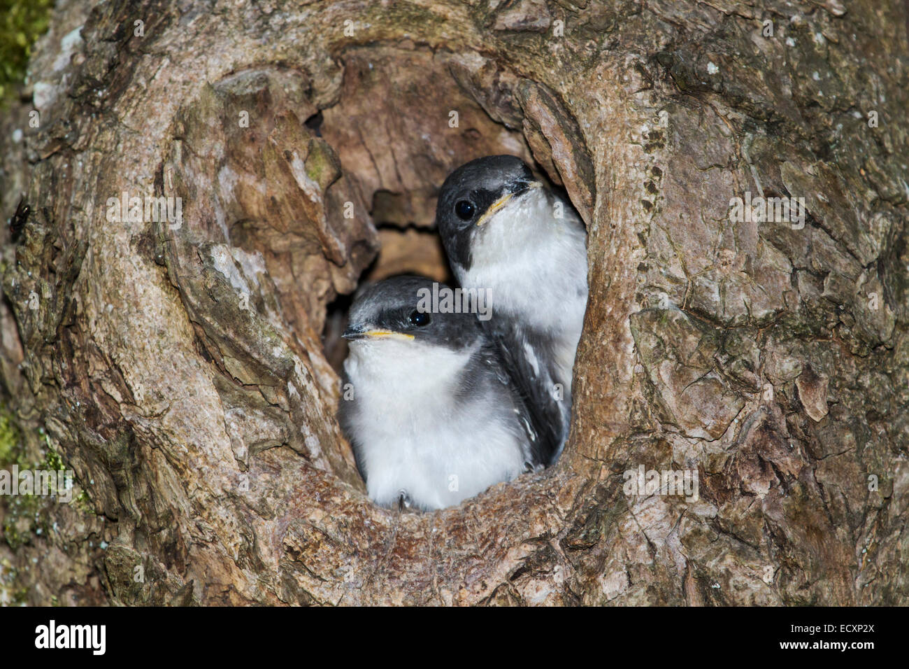 Cute tree swallow baby hi-res stock photography and images - Alamy
