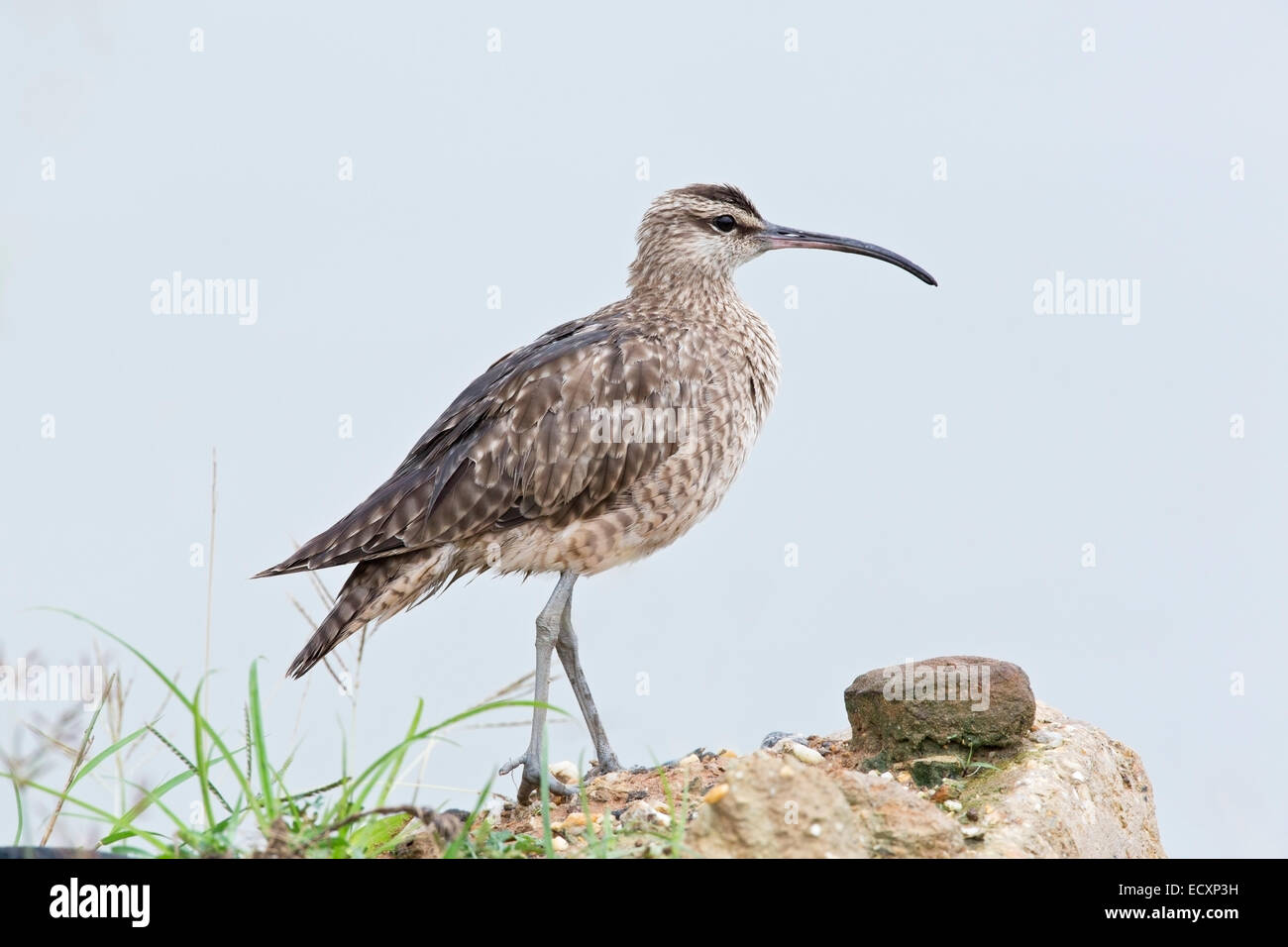 Hudsonian whimbrel (Numenius phaeopus) single bird on migration, near ...