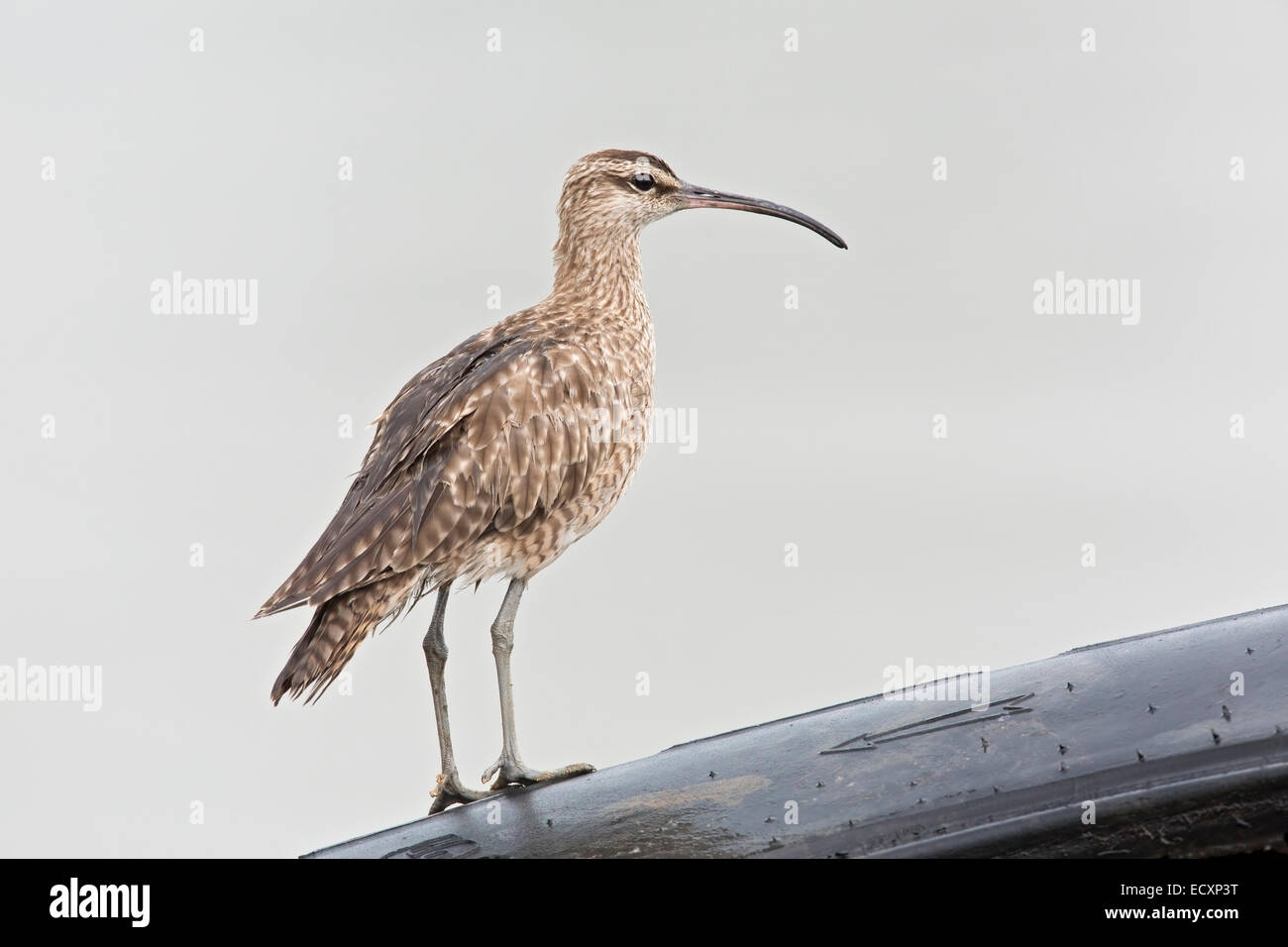 Hudsonian whimbrel (Numenius phaeopus) single bird on migration, near ...