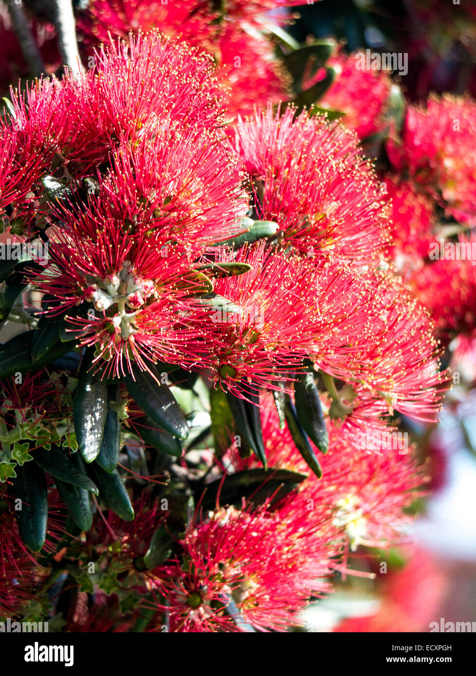 Puhoi estuary hi-res stock photography and images - Alamy