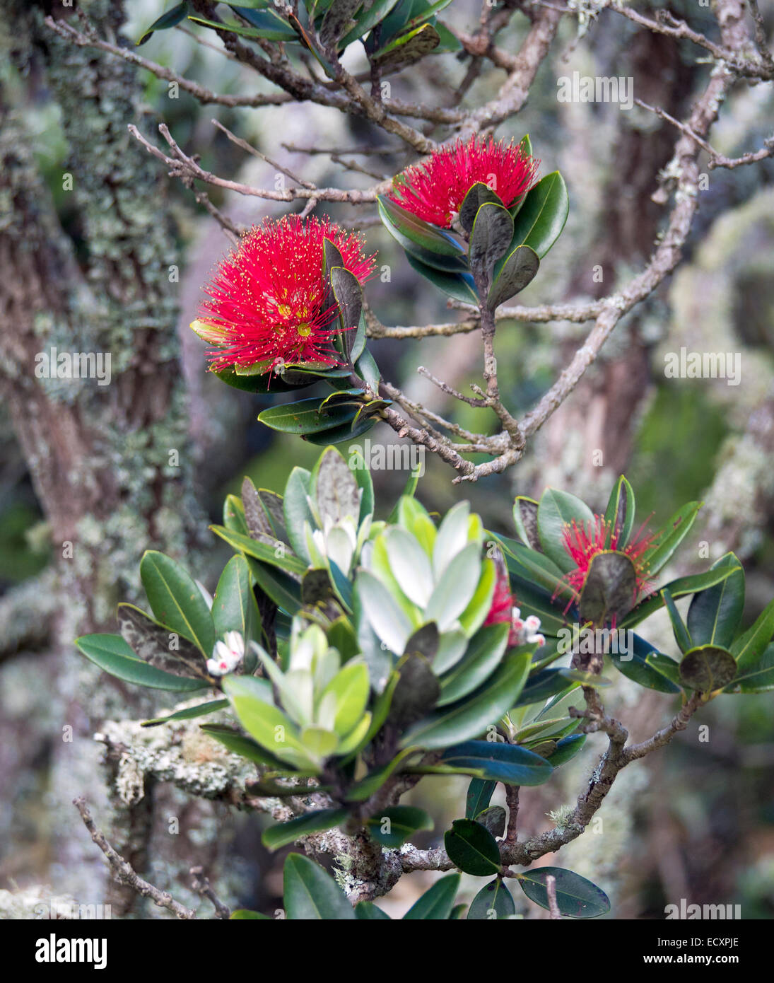 Pohutukawa trees hi-res stock photography and images - Alamy