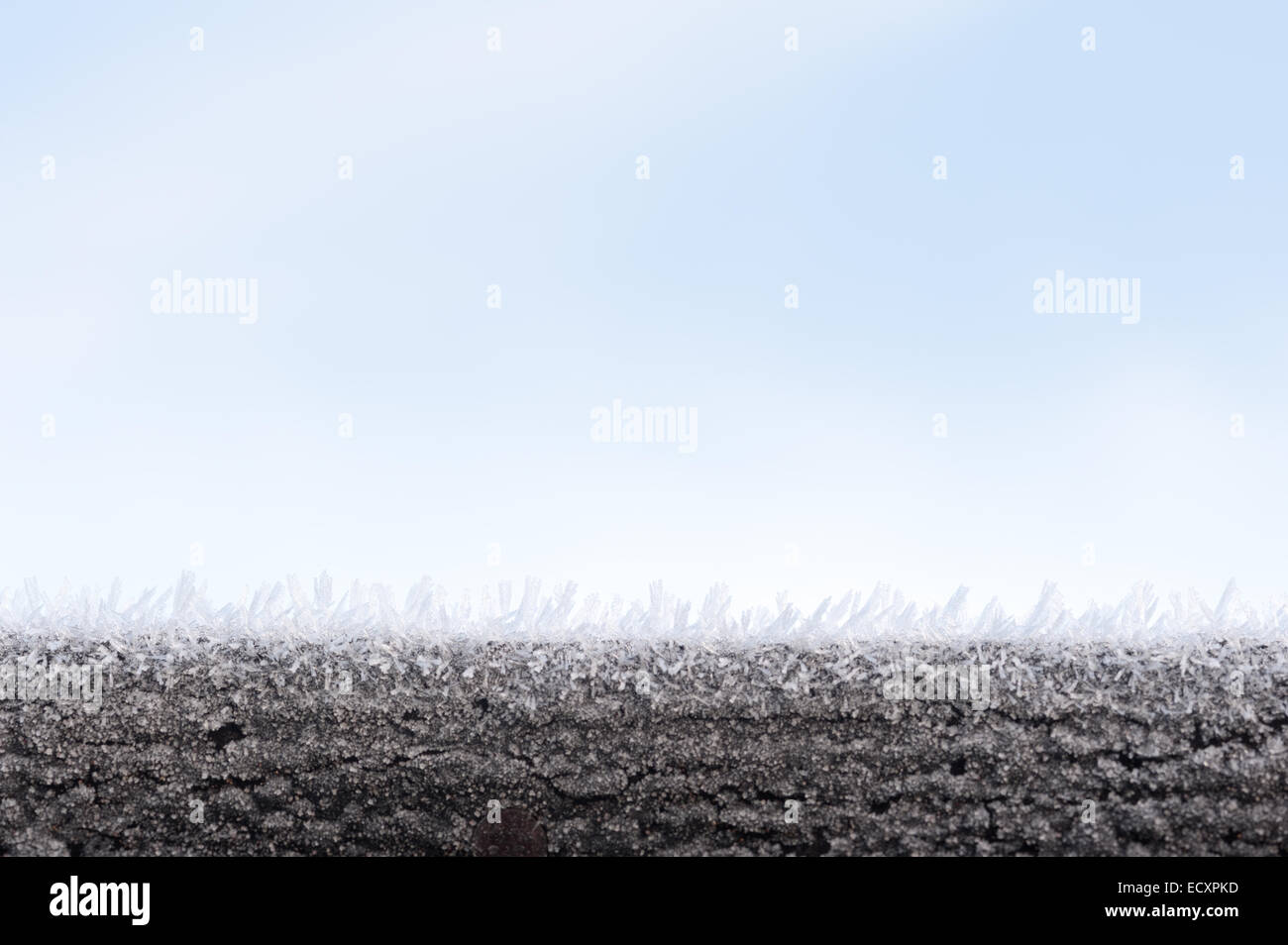 like a miniature row of trees this line of ice crystals from a hoar ...