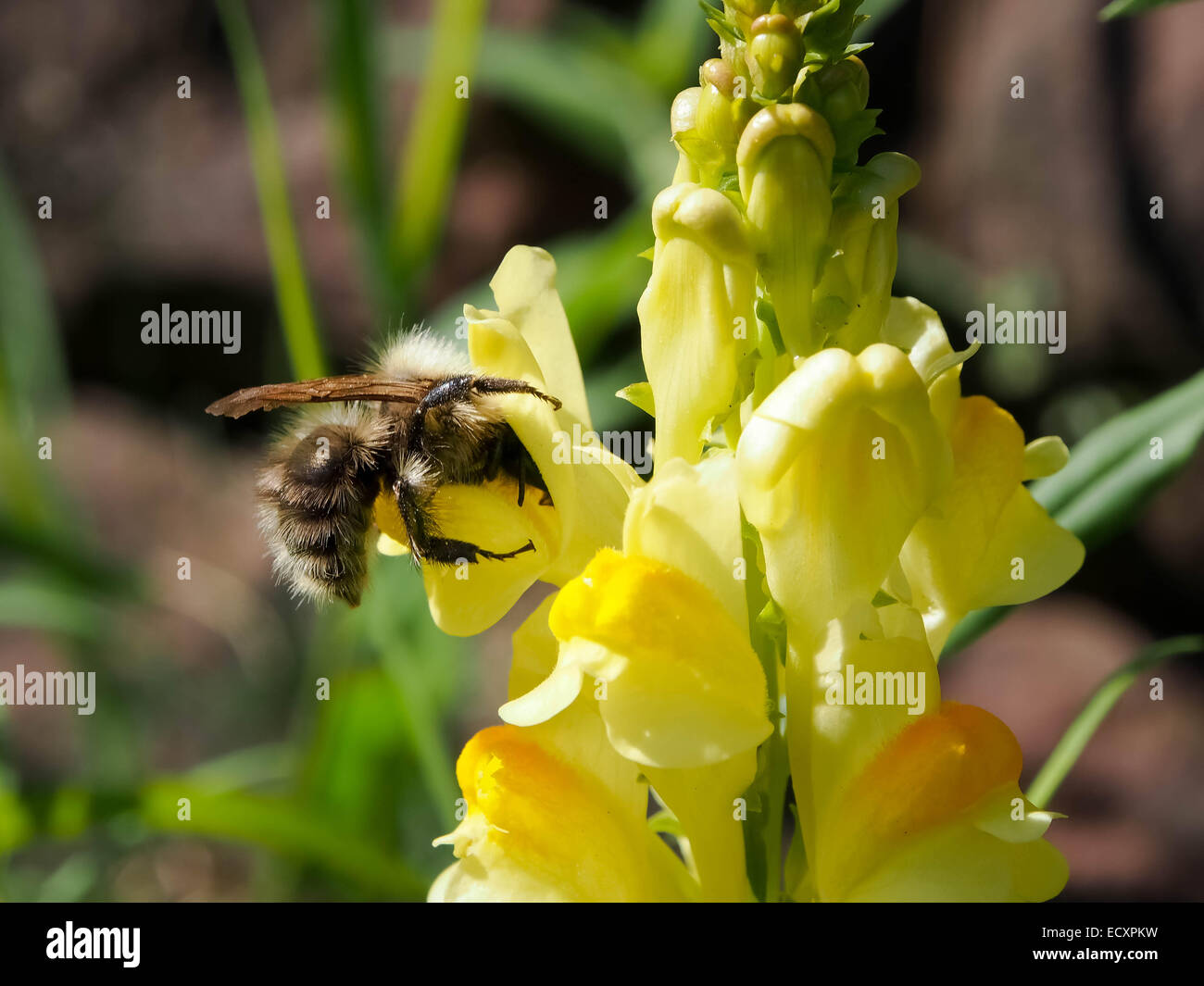 bee collecting nectar from a wild flower Stock Photo - Alamy
