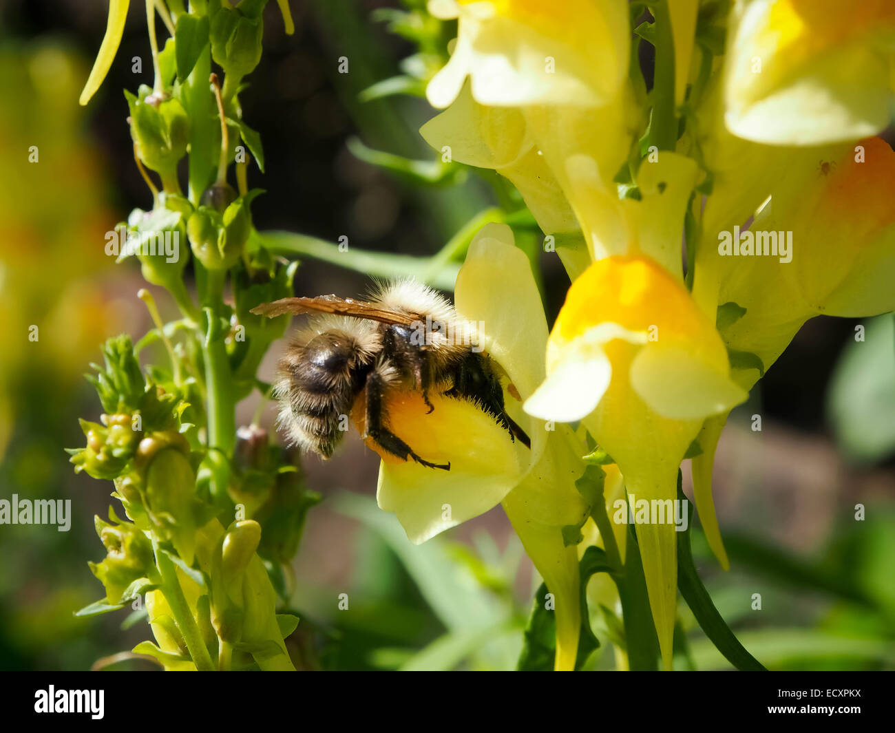 bee collecting nectar from a wild flower Stock Photo - Alamy