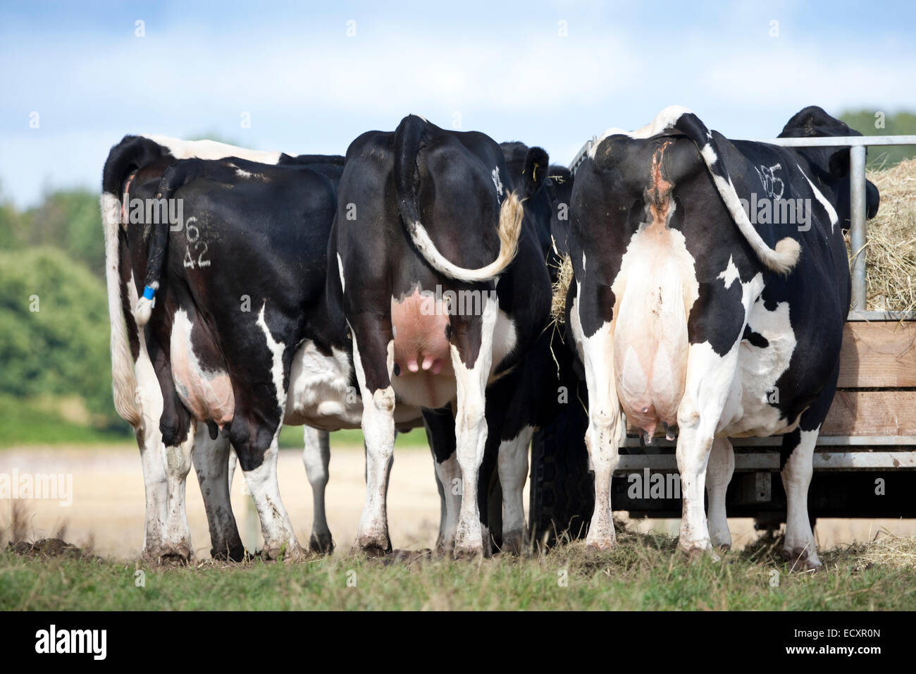 Holstein Dairy Cows at grass in Shropshire, England, UK Stock Photo - Alamy
