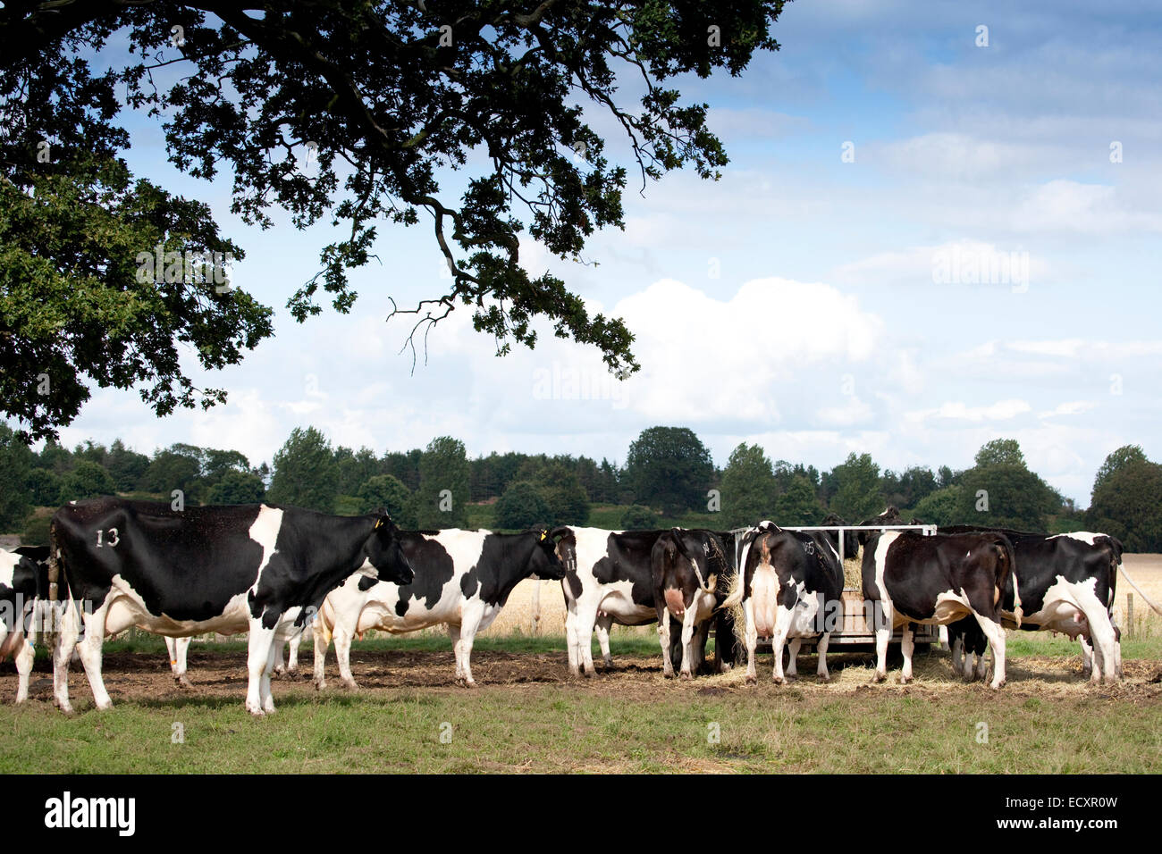 Holstein Dairy Cows at grass in Shropshire, England, UK Stock Photo - Alamy