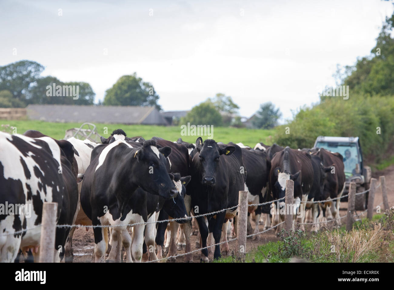 Holstein Dairy Cows at grass in Shropshire, England, UK Stock Photo - Alamy
