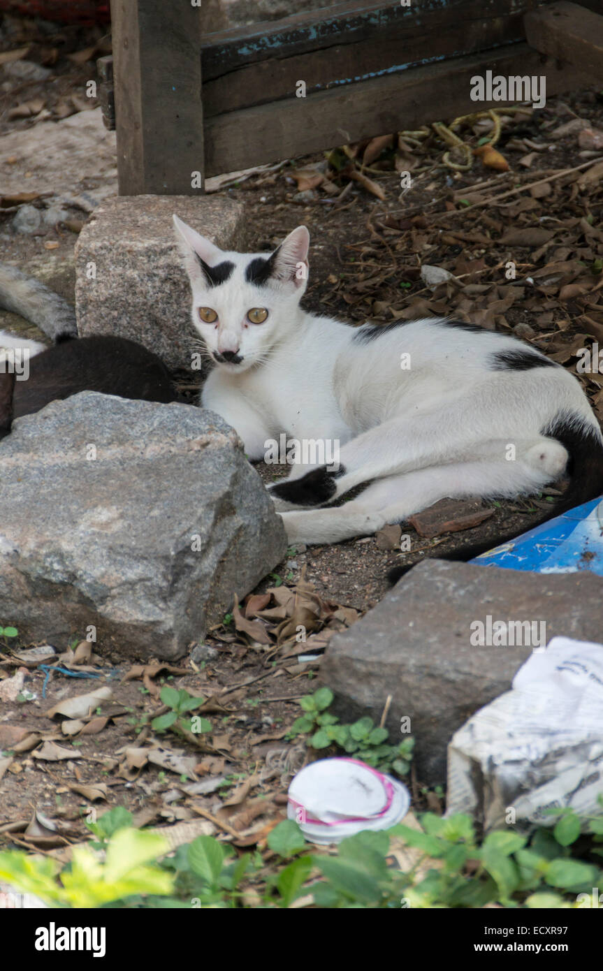 Hitler cat hi-res stock photography and images - Alamy