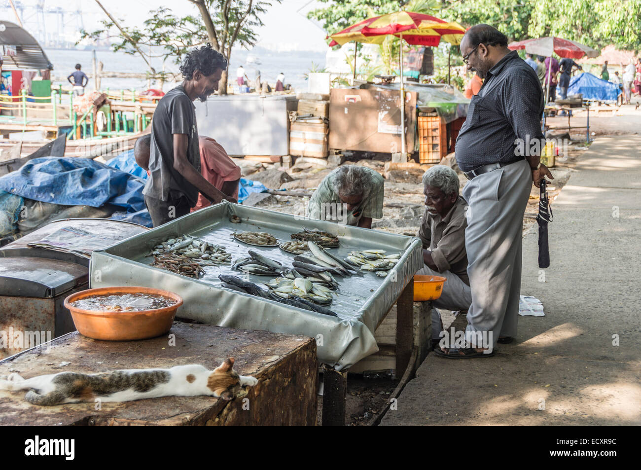 Kerala, India - Cochin. Waterfront market area. Fish seller Stock Photo ...