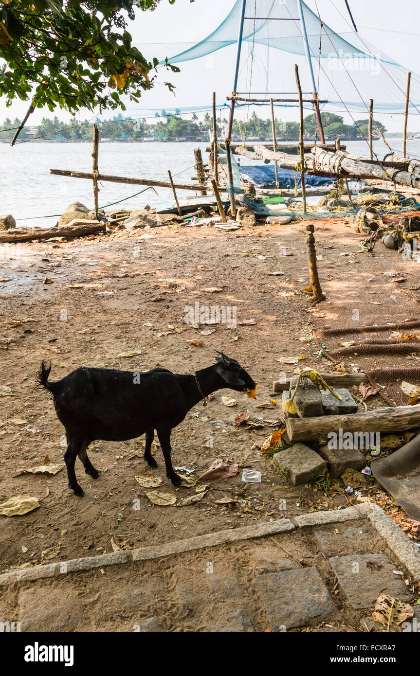 Kerala, India - Cochin. Waterfront Stock Photo - Alamy