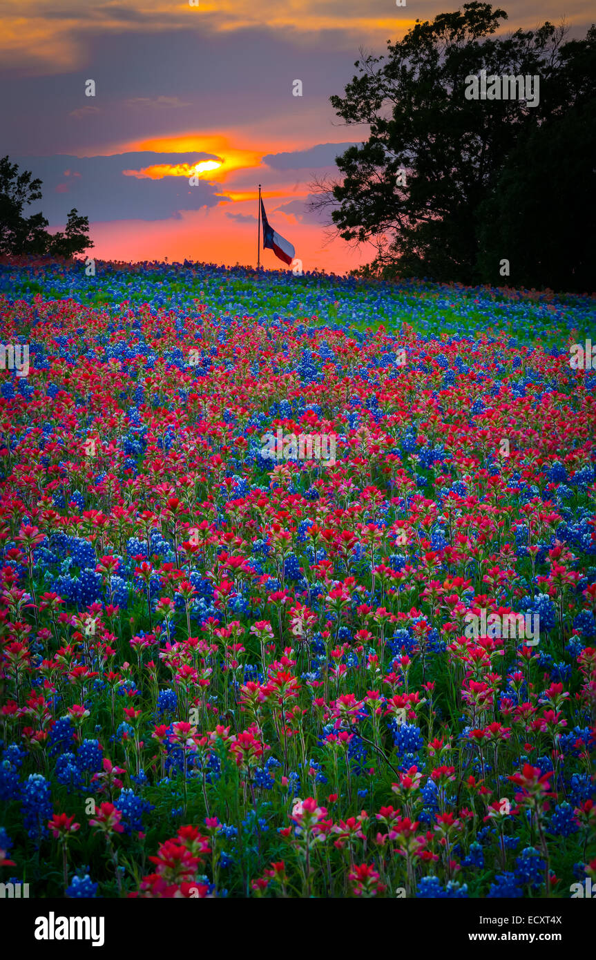 Bluebonnets texas sunset hi-res stock photography and images - Alamy