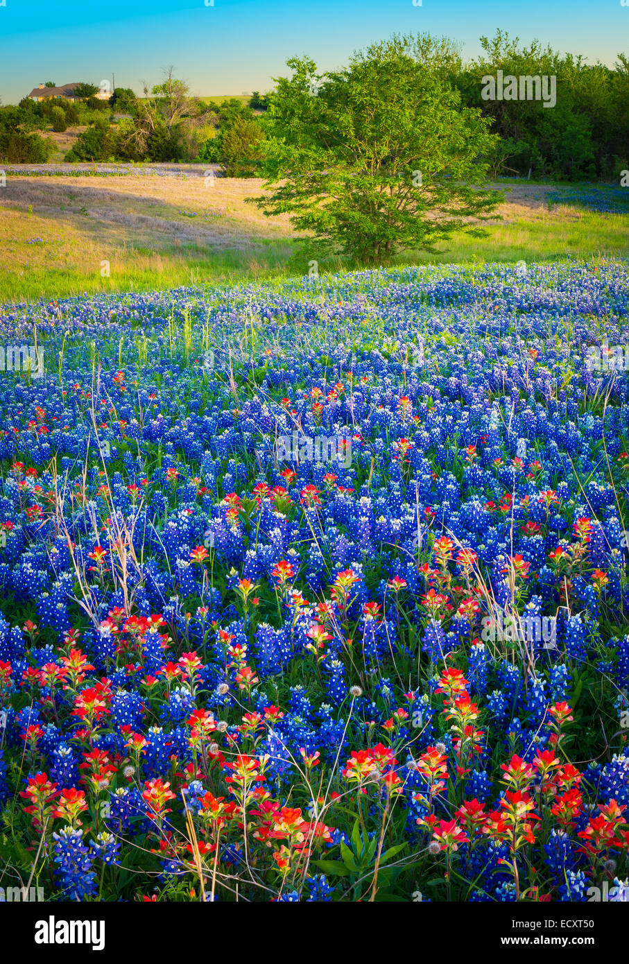 Bluebonnet lupine hi-res stock photography and images - Alamy