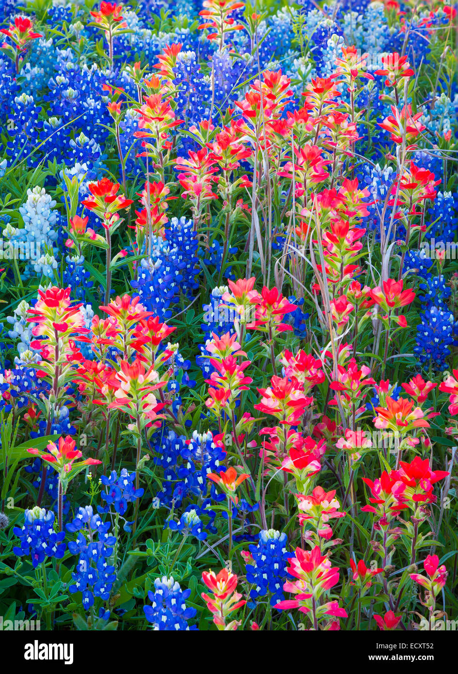 Bluebonnet lupine hi-res stock photography and images - Alamy