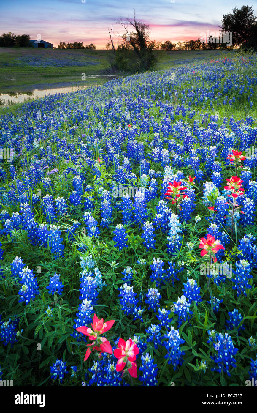 Bluebonnet Lupine High Resolution Stock Photography and Images - Alamy