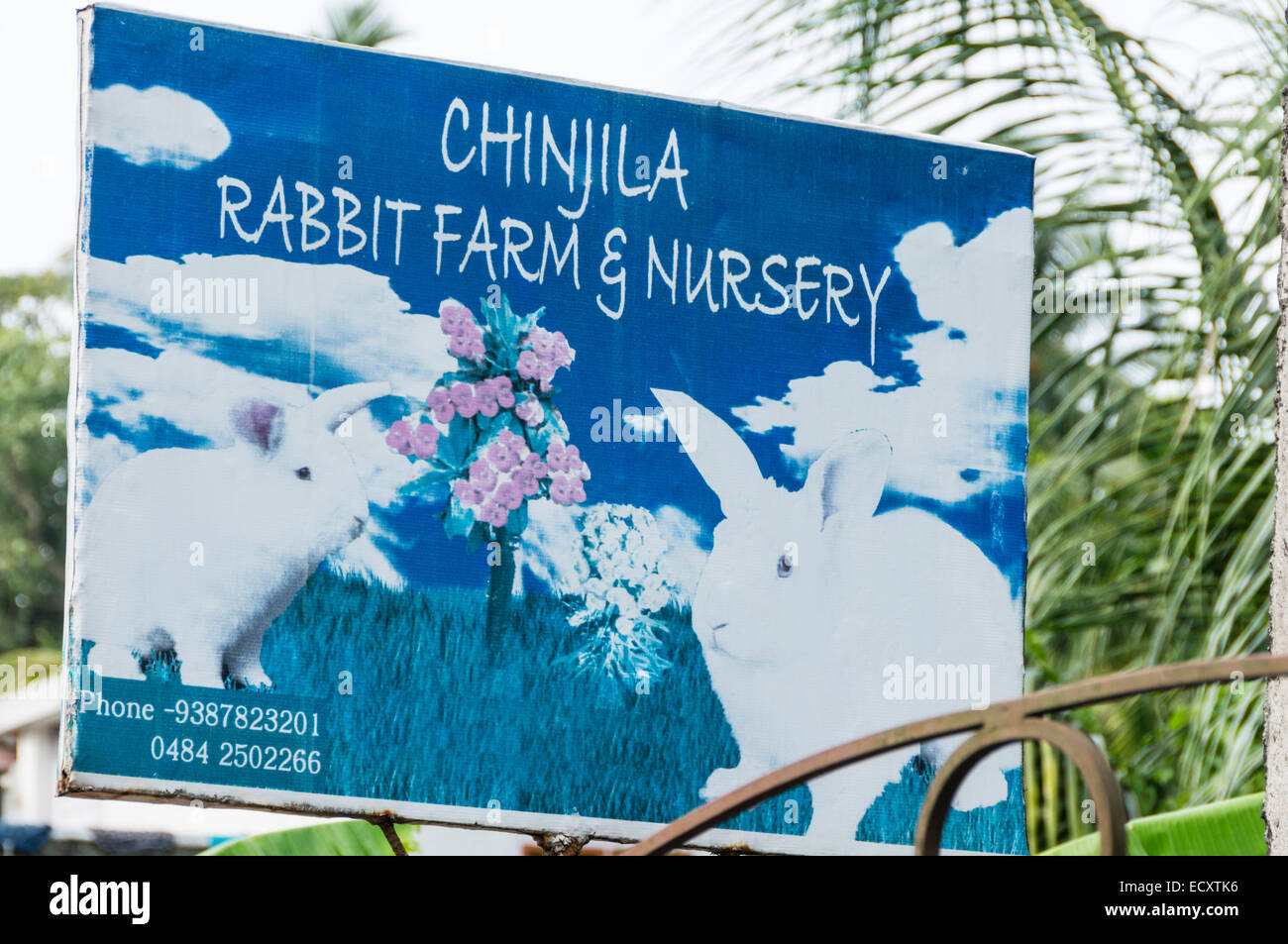 Rabbit Farm In Kerala