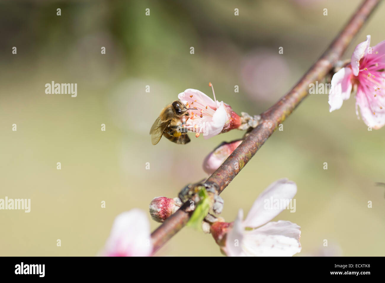 A European Honey Bee hard at work Stock Photo - Alamy