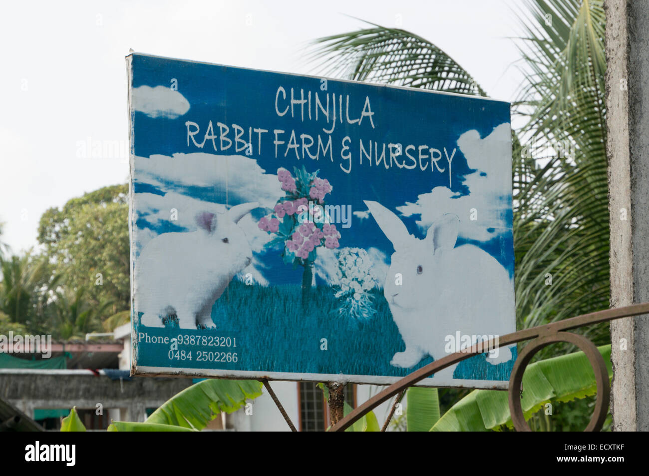 Rabbit Farm In Kerala