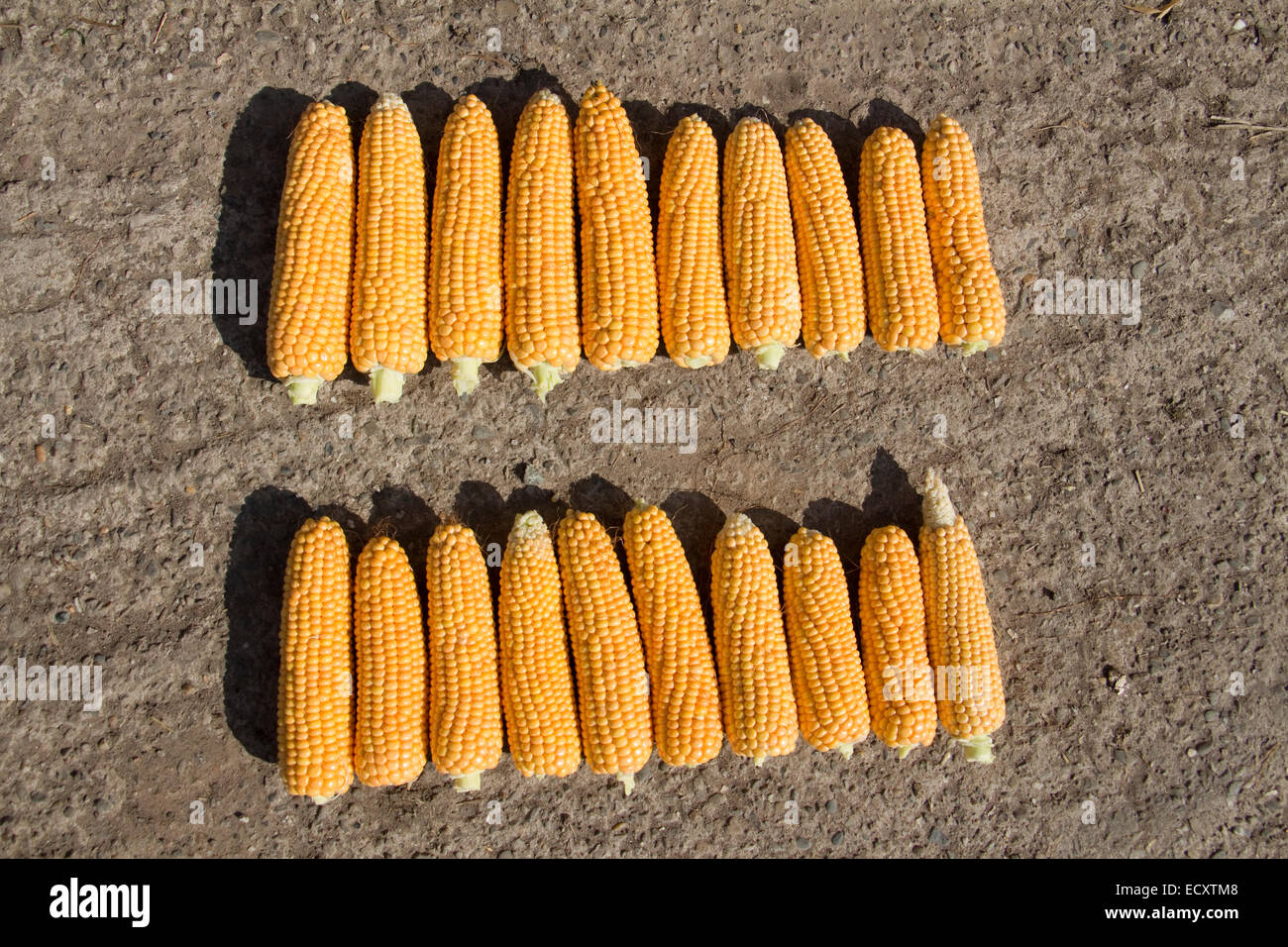 Maize Corn Difference