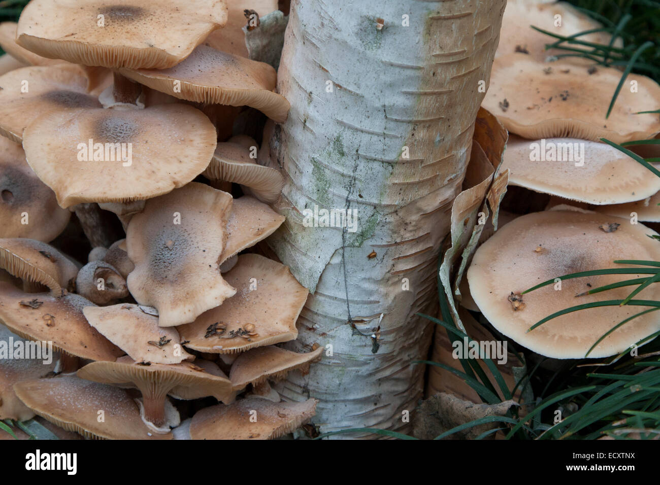 Mushrooms growing at the base of a birch tree after a heavy rain Stock ...