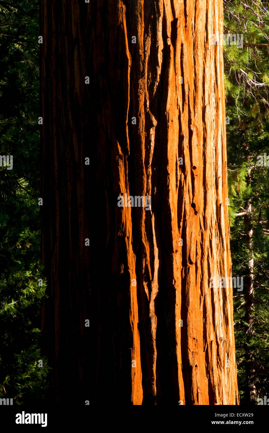 General Grant Tree, Kings Canyon National Park, California Stock Photo ...