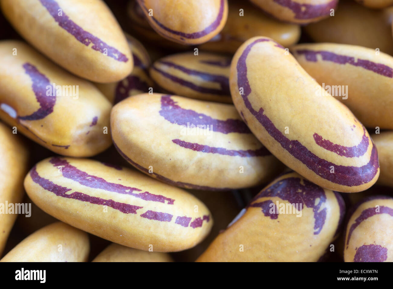 Pepa de zappalo hi-res stock photography and images - Alamy