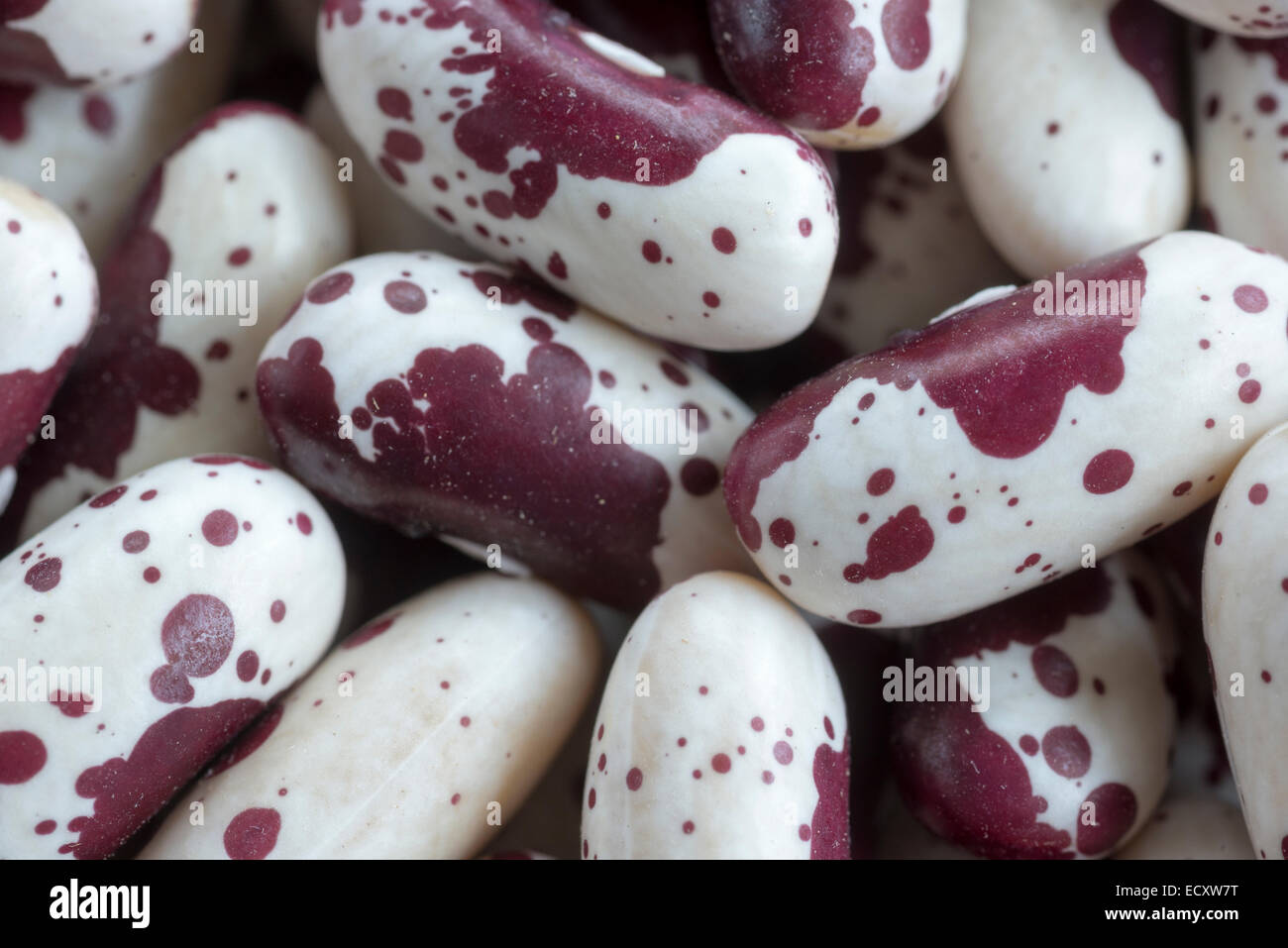 Dried Jacob's Cattle beans Stock Photo - Alamy