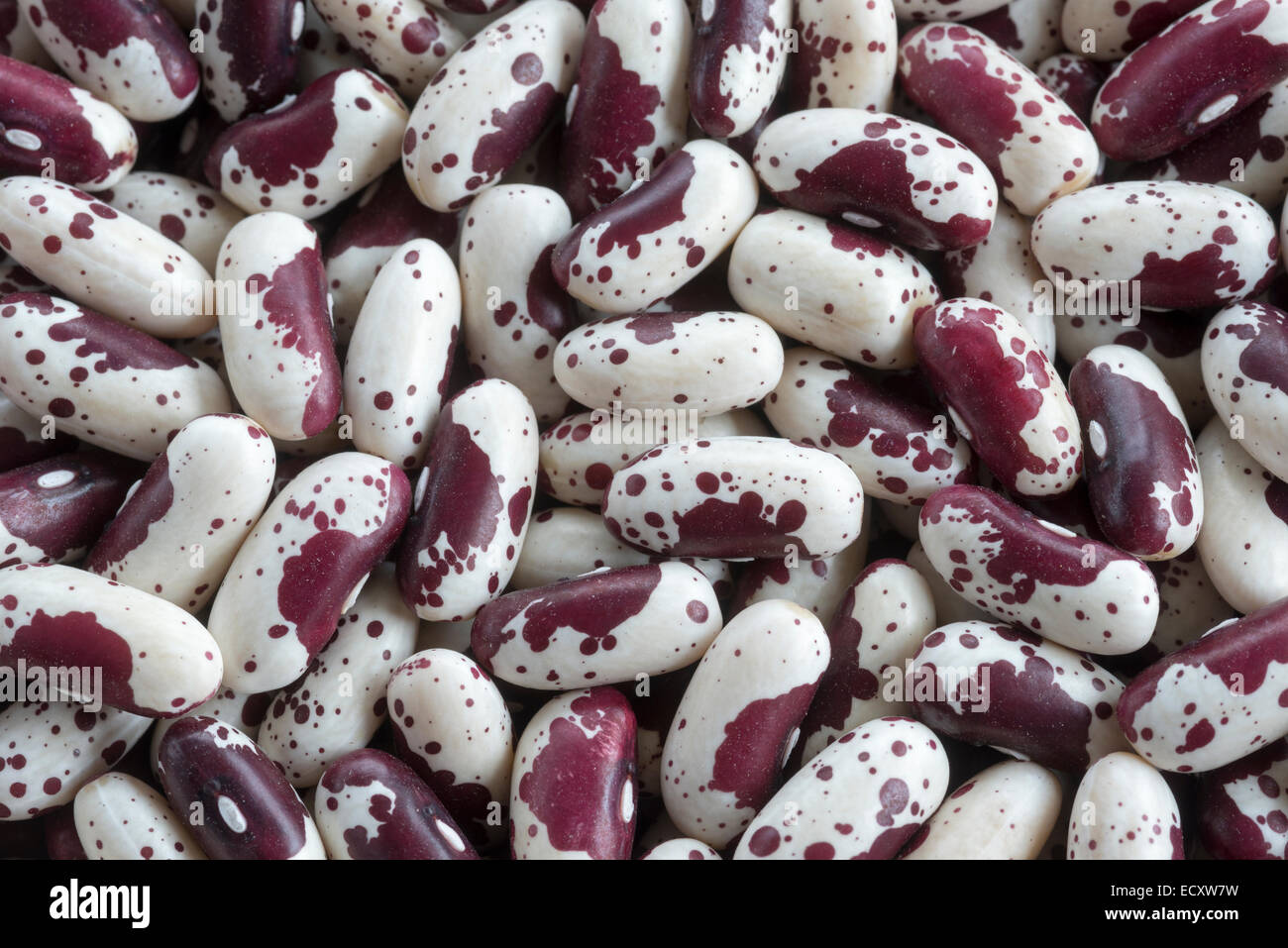 Dried Jacob's Cattle beans Stock Photo - Alamy
