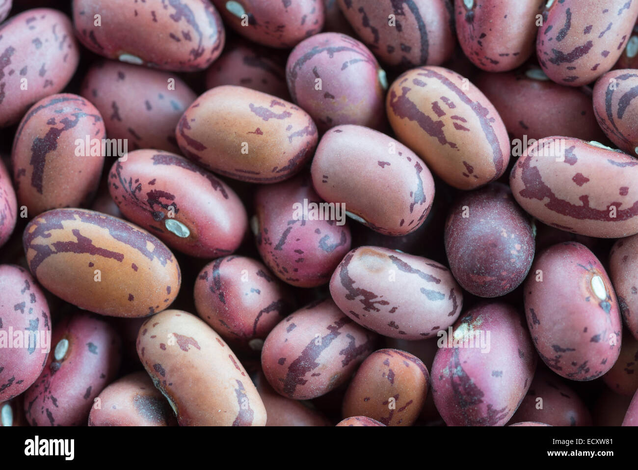 Cranberry Bean High Resolution Stock Photography and Images - Alamy