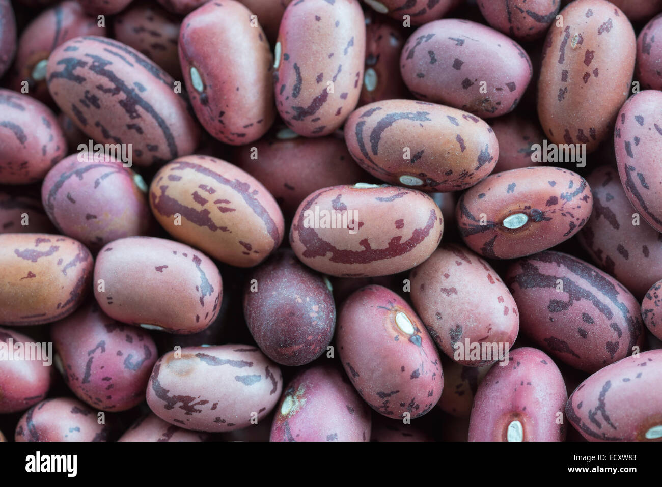 Cranberry bean hi-res stock photography and images - Alamy