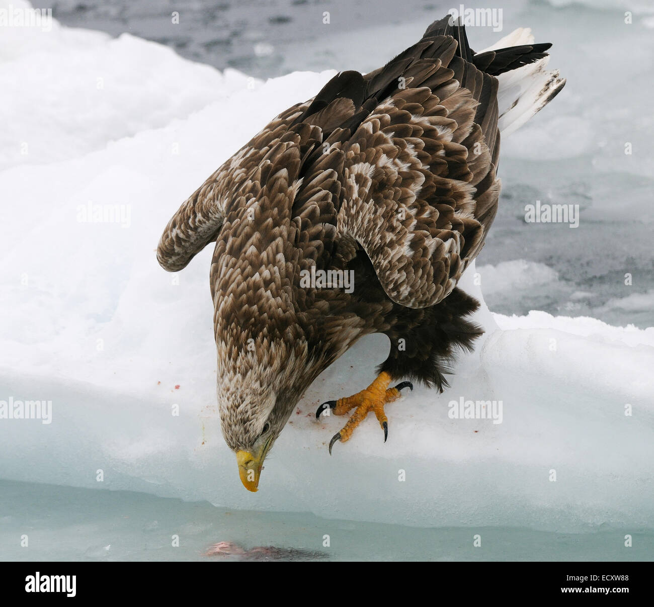 White-tailed Eagle close-up on the drifting ice in Nemuro strait a few ...