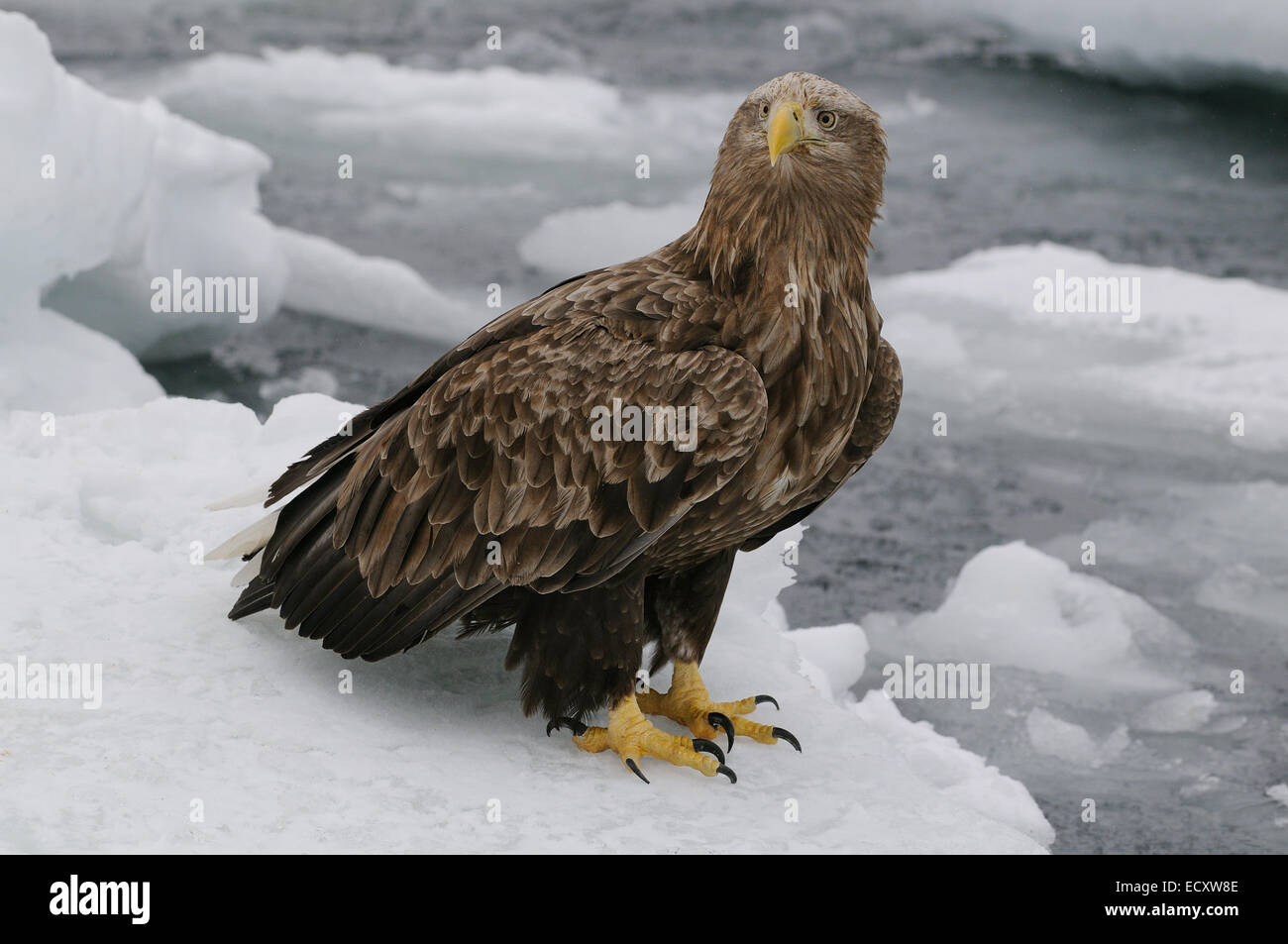 White-tailed Eagle on the drifting ice at Nemuro Strait a few miles ...