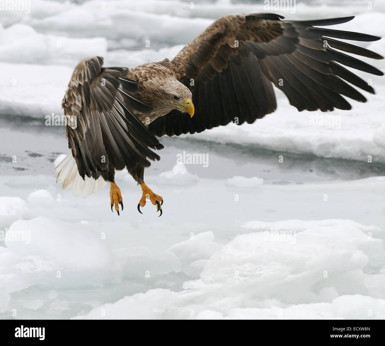 White-tailed Eagle on the drifting ice at Nemuro Strait a few miles ...