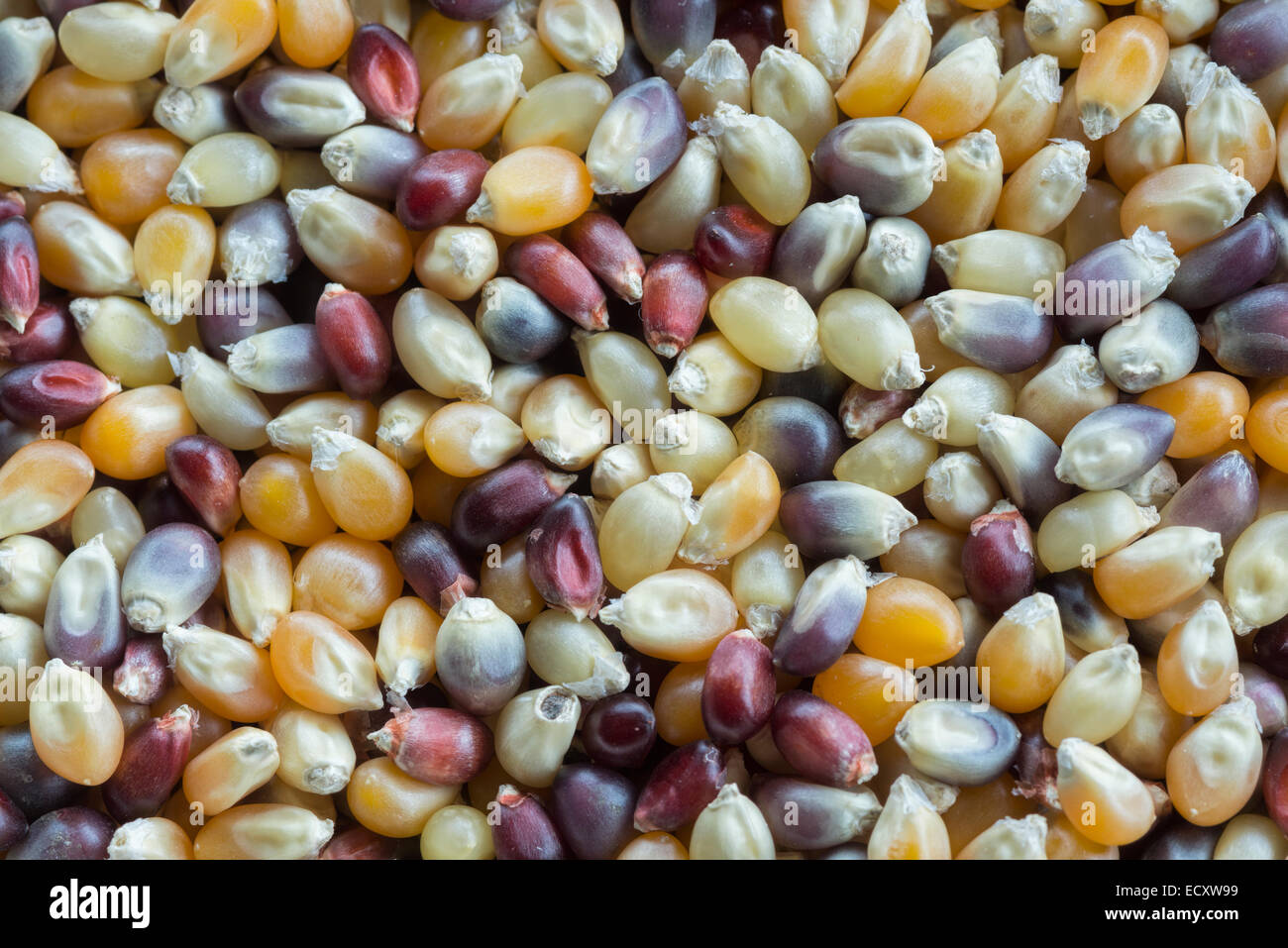 Multi-colored popcorn kernals Stock Photo - Alamy