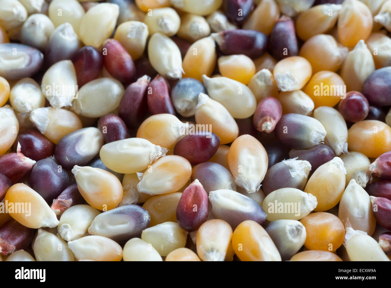 Popcorn kernels hi-res stock photography and images - Alamy