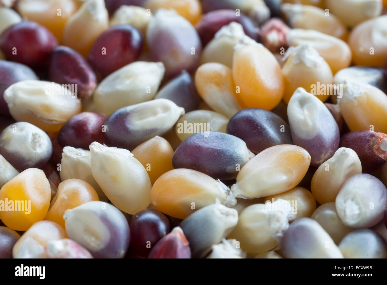 Popcorn kernels hi-res stock photography and images - Alamy