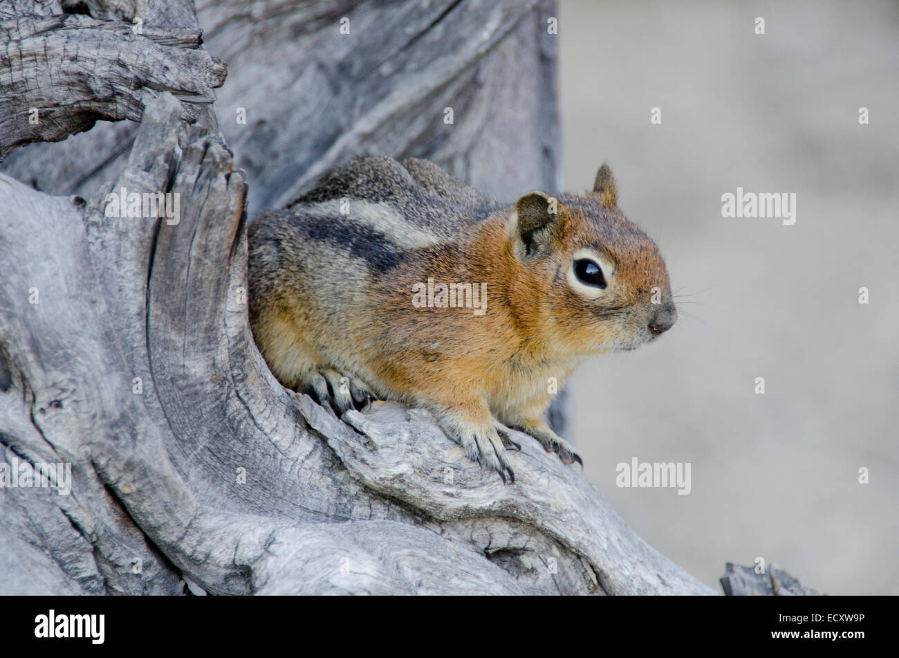 Cute Ground Squirrel Stock Photo - Alamy