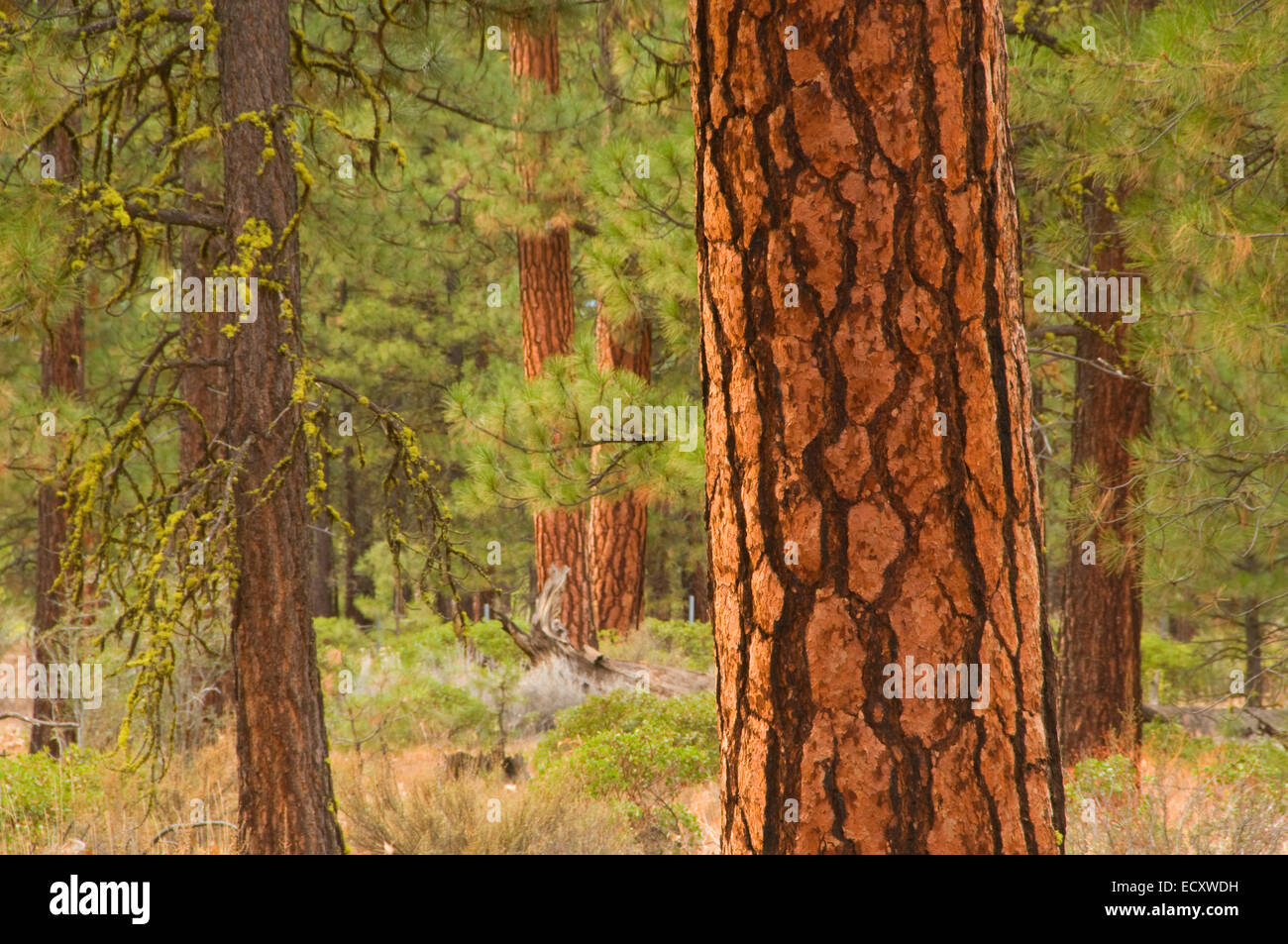 Ponderosa pine (Pinus ponderosa), Modoc National Forest, California ...