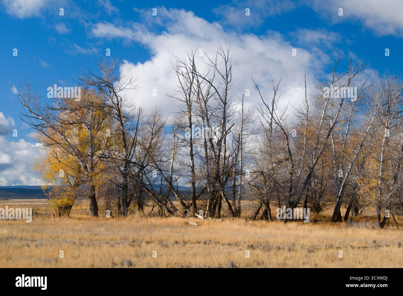 Willow flat near South Fork Pit River, Modoc National Wildlife Refuge ...