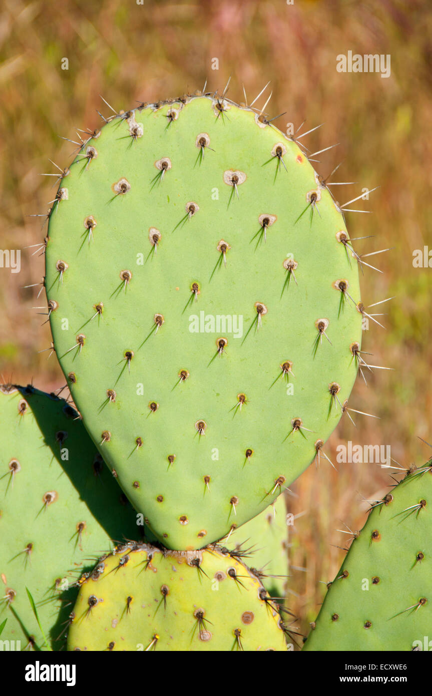Prickly pear in Bell Canyon, Ronald W Caspers Wilderness Park, Orange ...