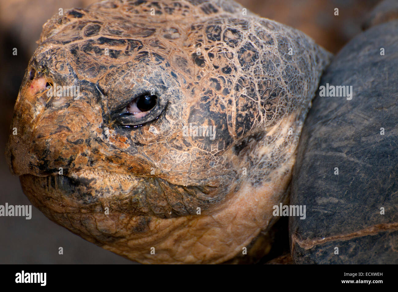 Galapagos tortoise (Geochelone nigra), San Diego Zoo, Balboa Park, San ...