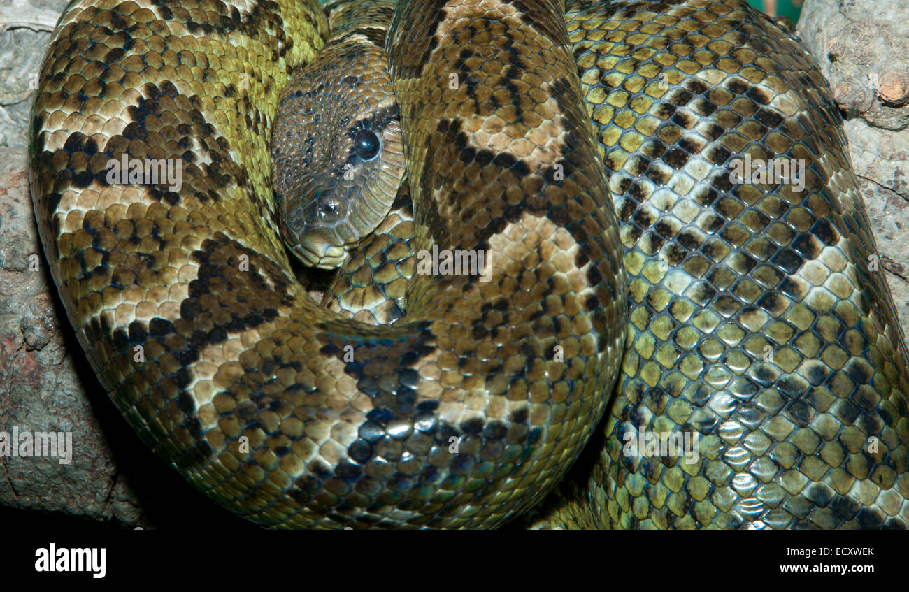 Madagascan tree boa (Boa manditra), San Diego Zoo, Balboa Park, San ...