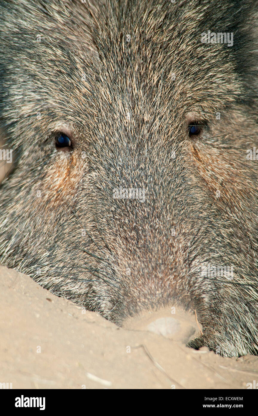 Chacoan peccary (Catagonus wagneri), San Diego Zoo, Balboa Park, San ...