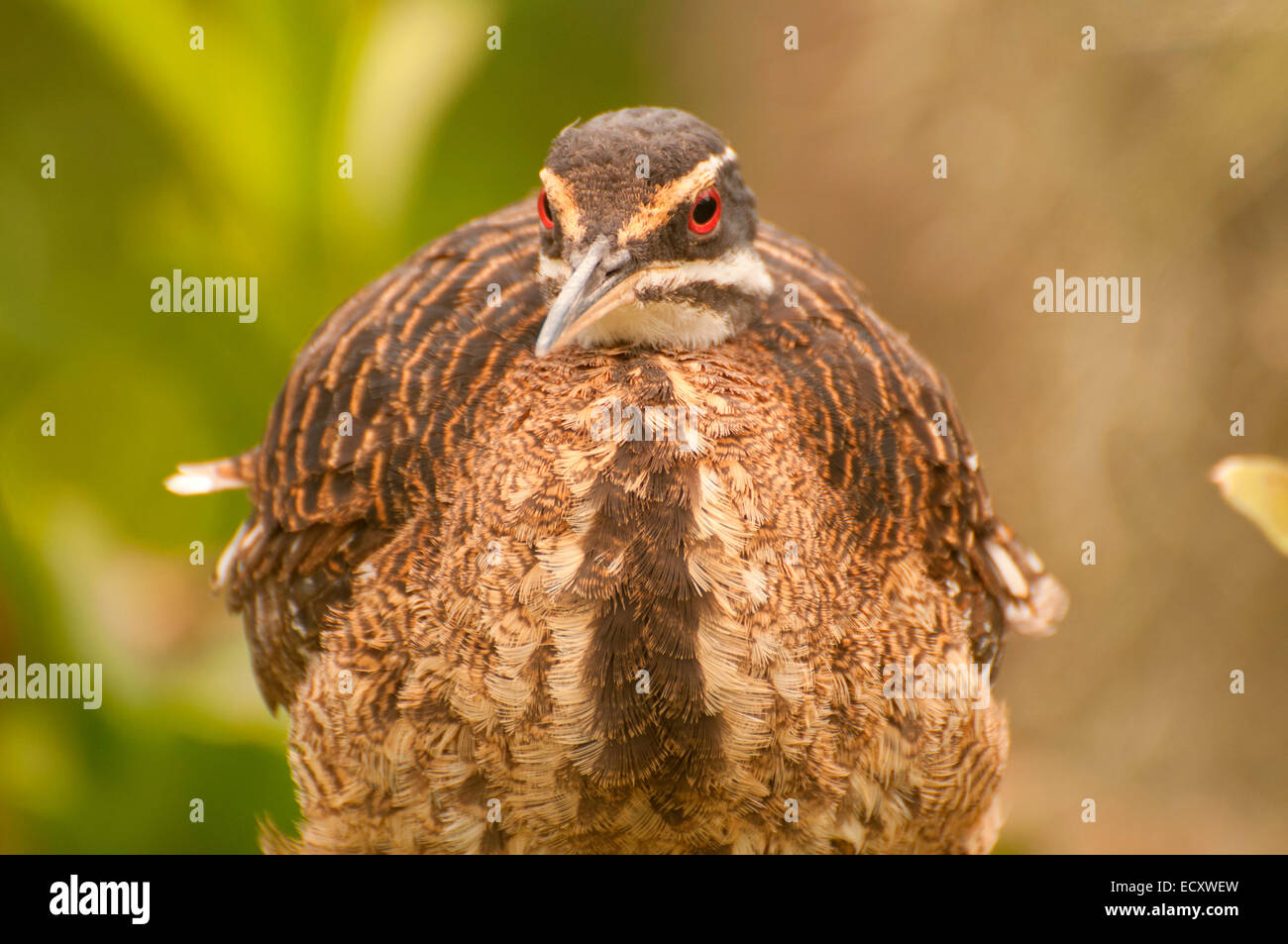 Greater sunbittern (Eurypyga helias), San Diego Zoo, Balboa Park, San ...