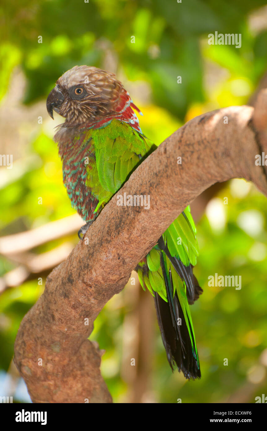 Northern hawk-headed parrot (Deroptyus accipitrinus), San Diego Zoo ...